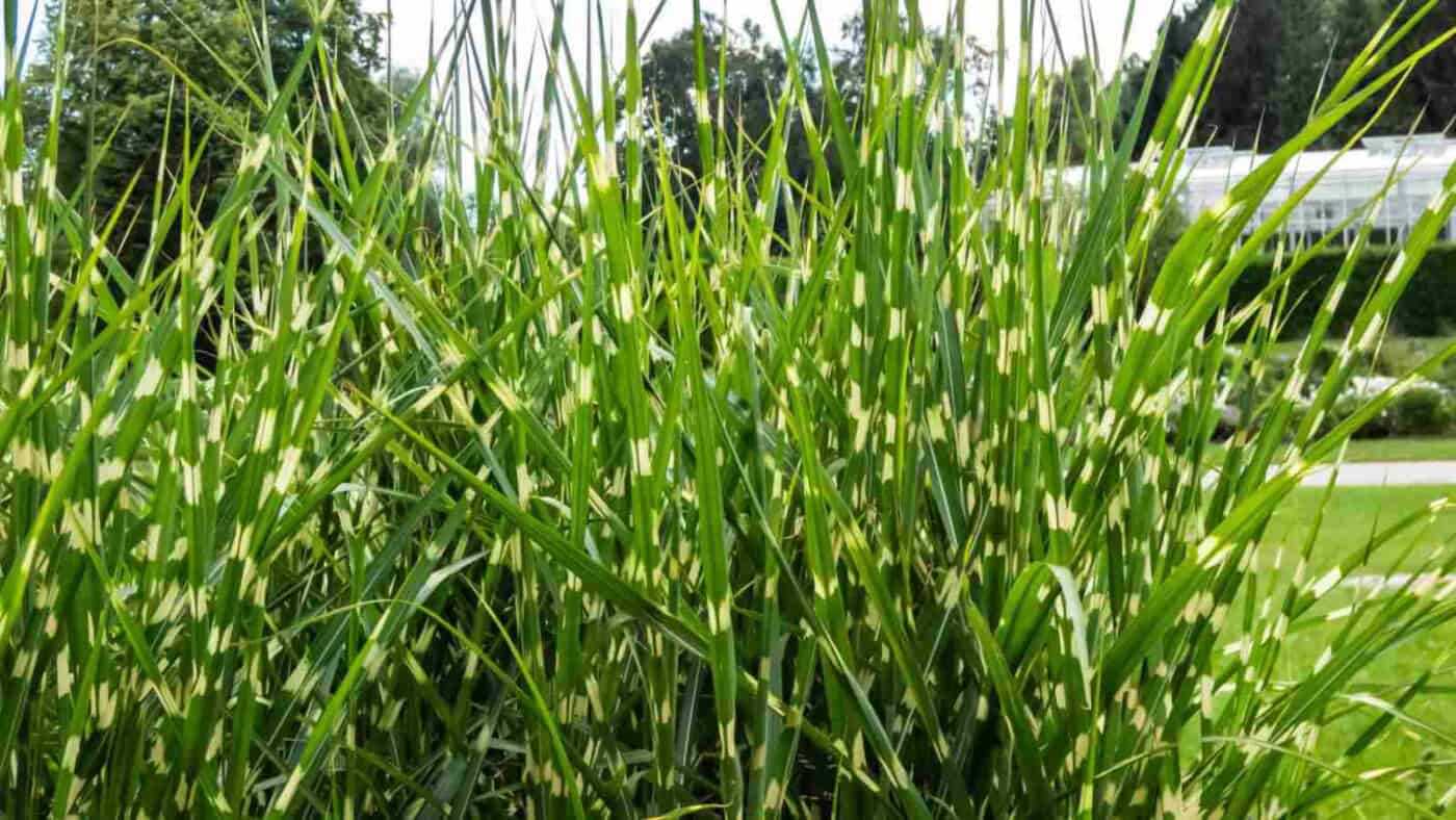 How To Grow and Care For Zebra Grass (Complete Guide)
