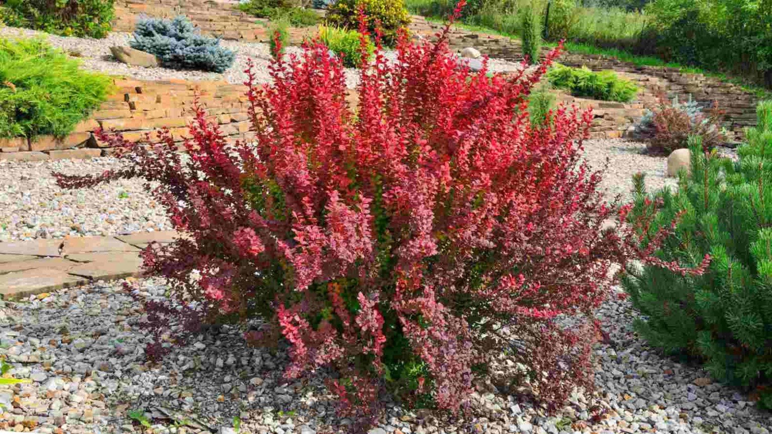 How to Grow and Care For Barberry Bush (Complete Guide)
