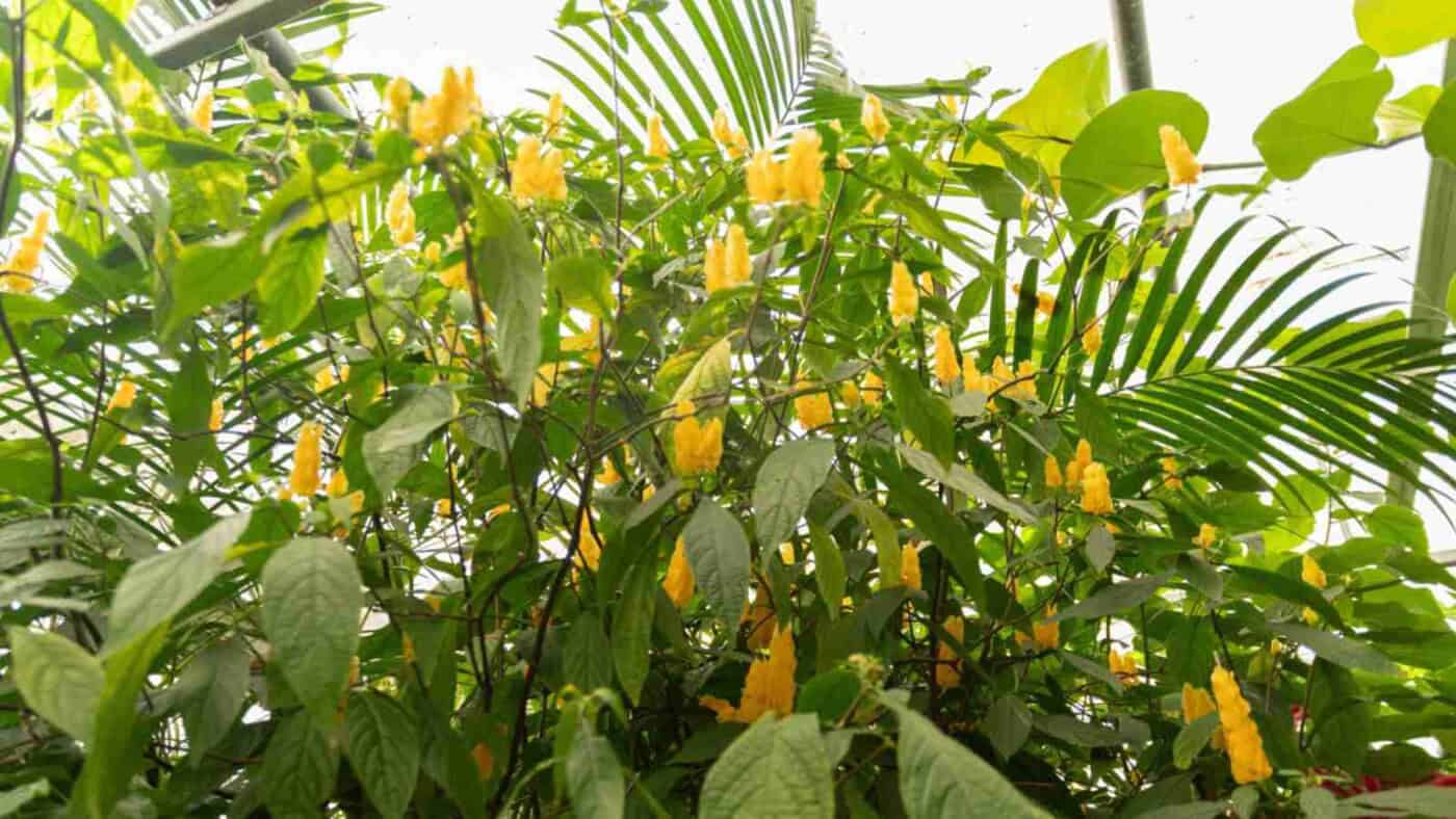 How to Grow and Care for a Shrimp Plant (Complete Guide)