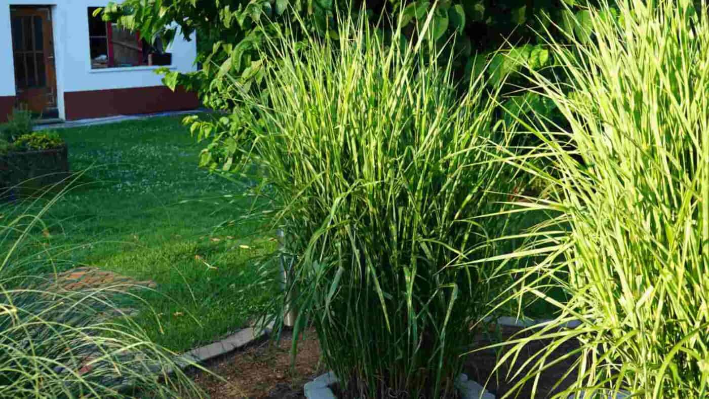 How To Grow and Care For Zebra Grass (Complete Guide)