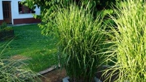 How To Grow and Care For Zebra Grass (Complete Guide)