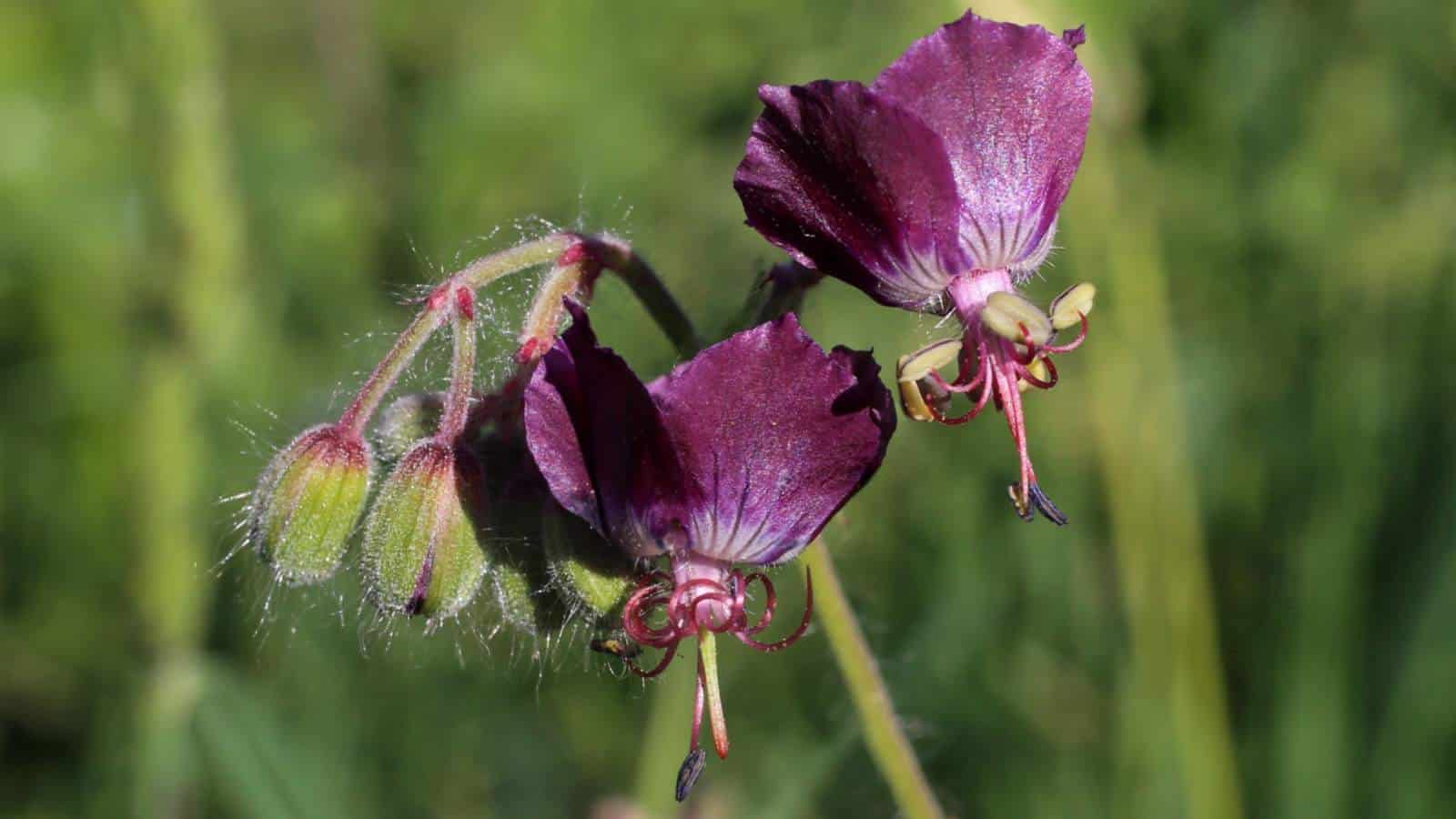 27 Black Flowers: Exploring Nature's Dark Elegance