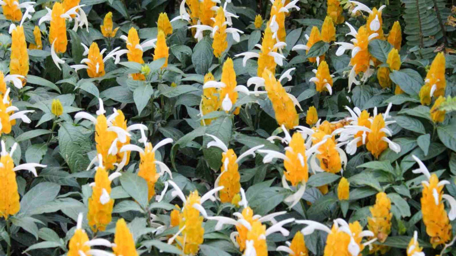 How to Grow and Care for a Shrimp Plant (Complete Guide)