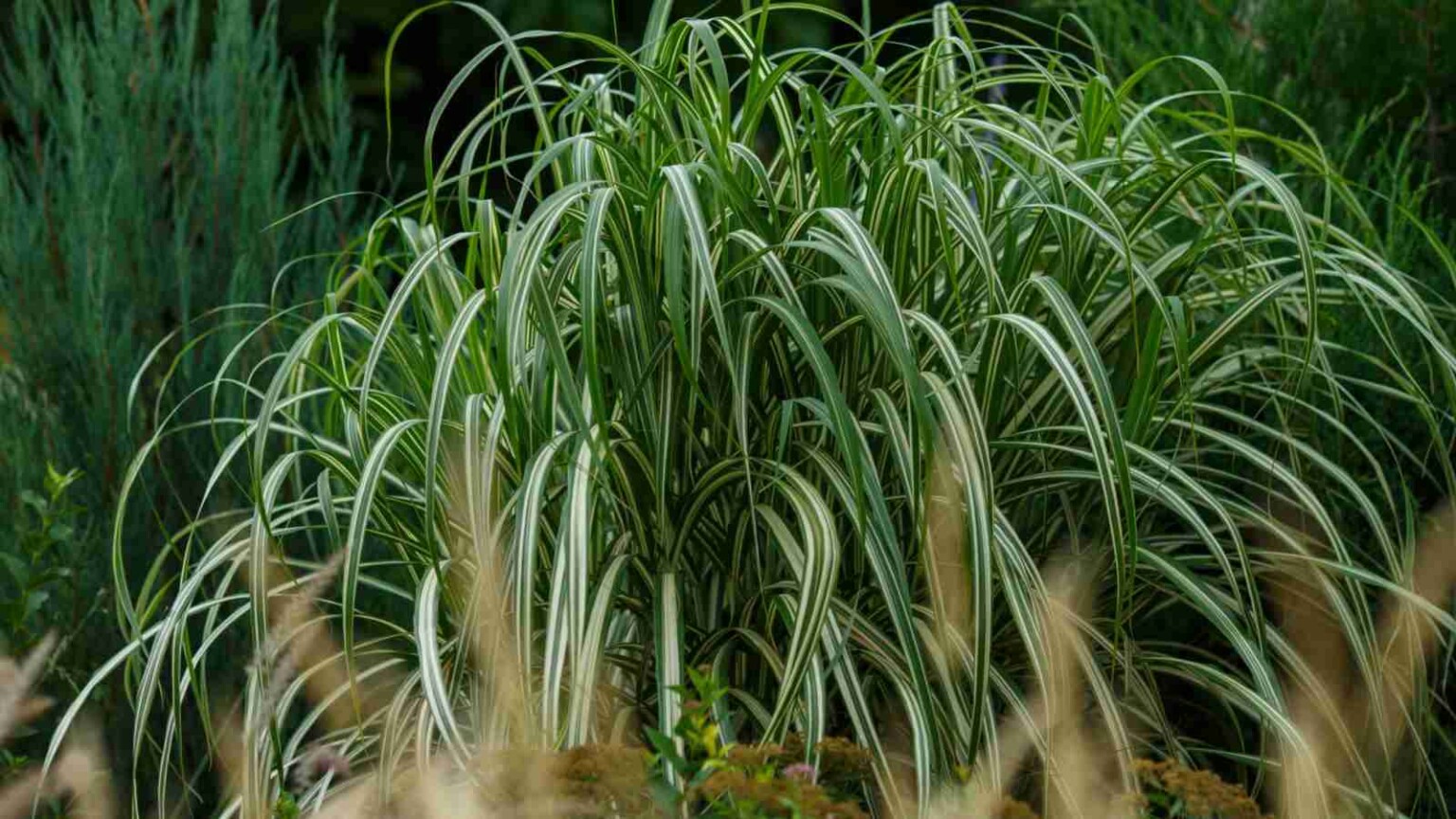 How To Grow and Care For Zebra Grass (Complete Guide)
