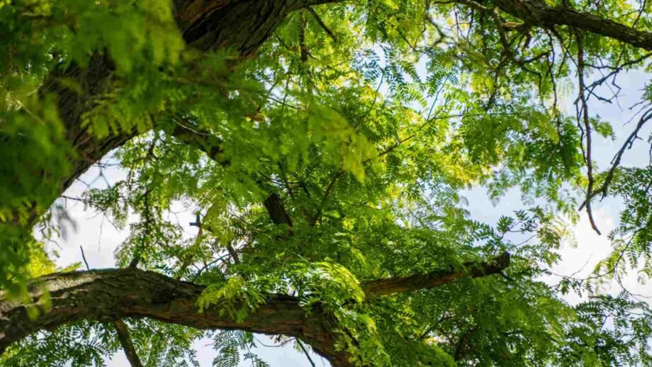 Honey Locust: Description, Types, and Care Tips (Full Guide)