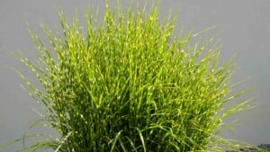 How To Grow and Care For Zebra Grass (Complete Guide)