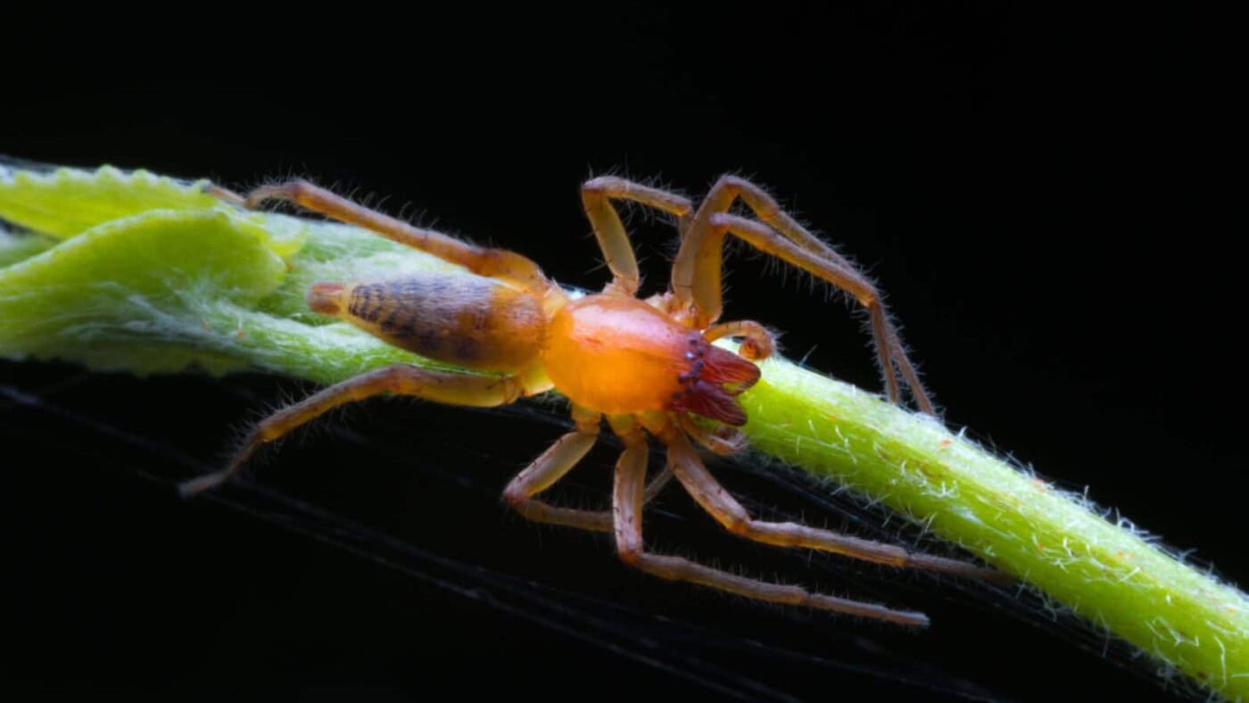 Everything You Need to Know About Yellow Sac Spider