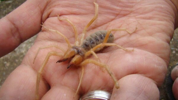 Everything You Need to Know About Camel Spiders (Solifugids)