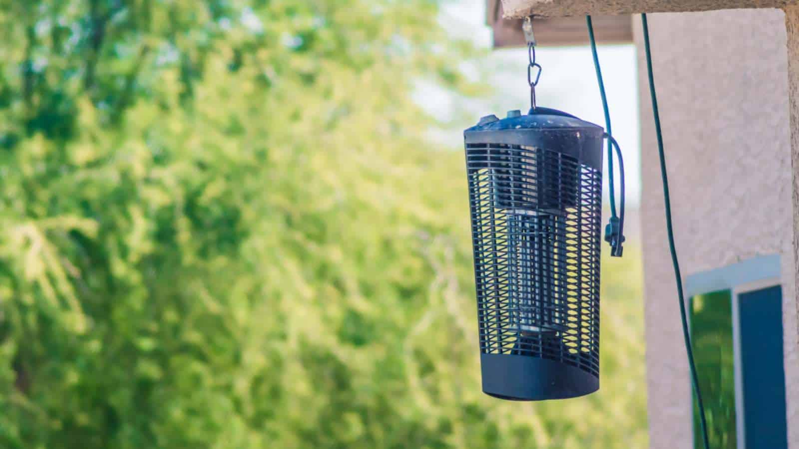 What are Mosquito Hawks or Crane Flies? Are They Dangerous?