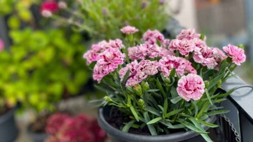 How to Grow and Care for Carnation (Complete Guide)