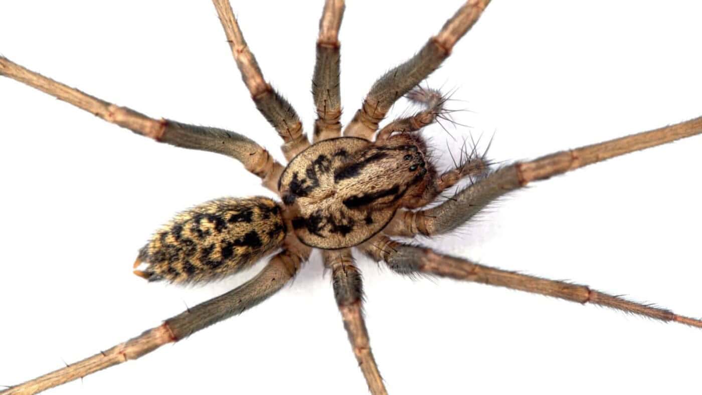 Hobo Spider: Identification, Habits, and Effective Control Methods