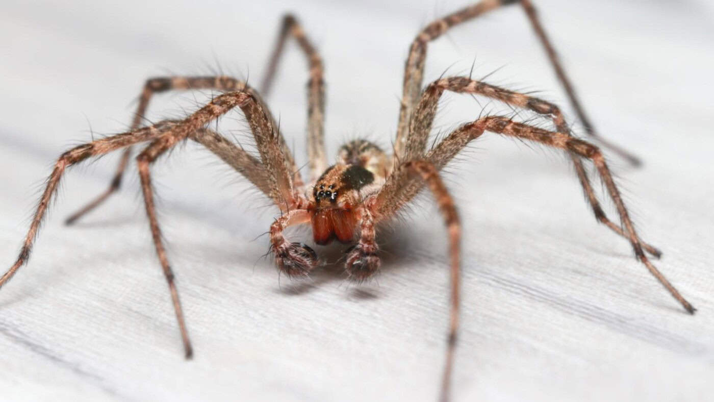 Hobo Spider: Identification, Habits, and Effective Control Methods
