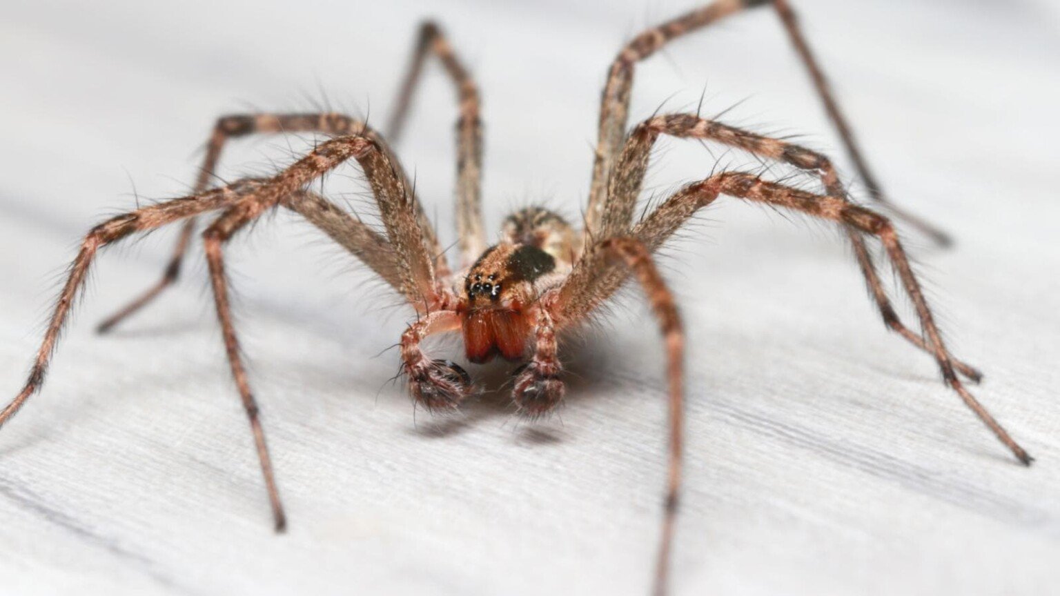 Hobo Spider: Identification, Habits, and Effective Control Methods
