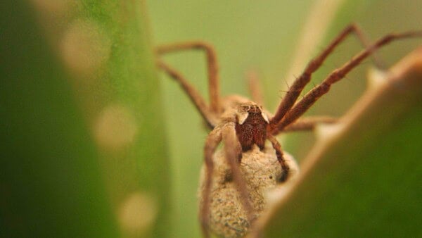 Hobo Spider: Identification, Habits, and Effective Control Methods