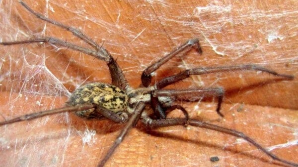Hobo Spider: Identification, Habits, and Effective Control Methods