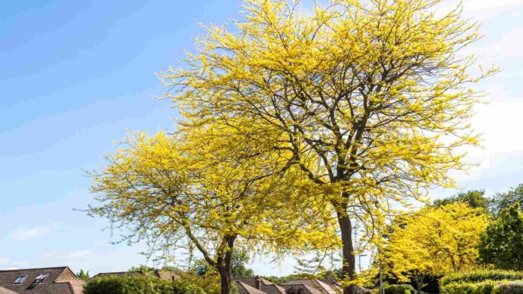 23 Best Fast-Growing Trees For Your Yard (Complete Guide)