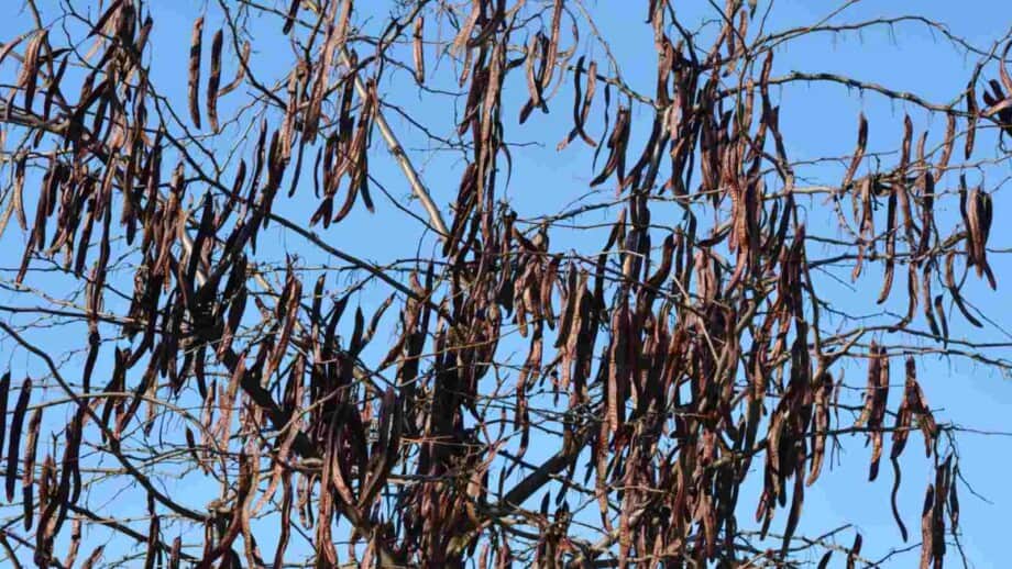 Honey Locust: Description, Types, and Care Tips (Full Guide)