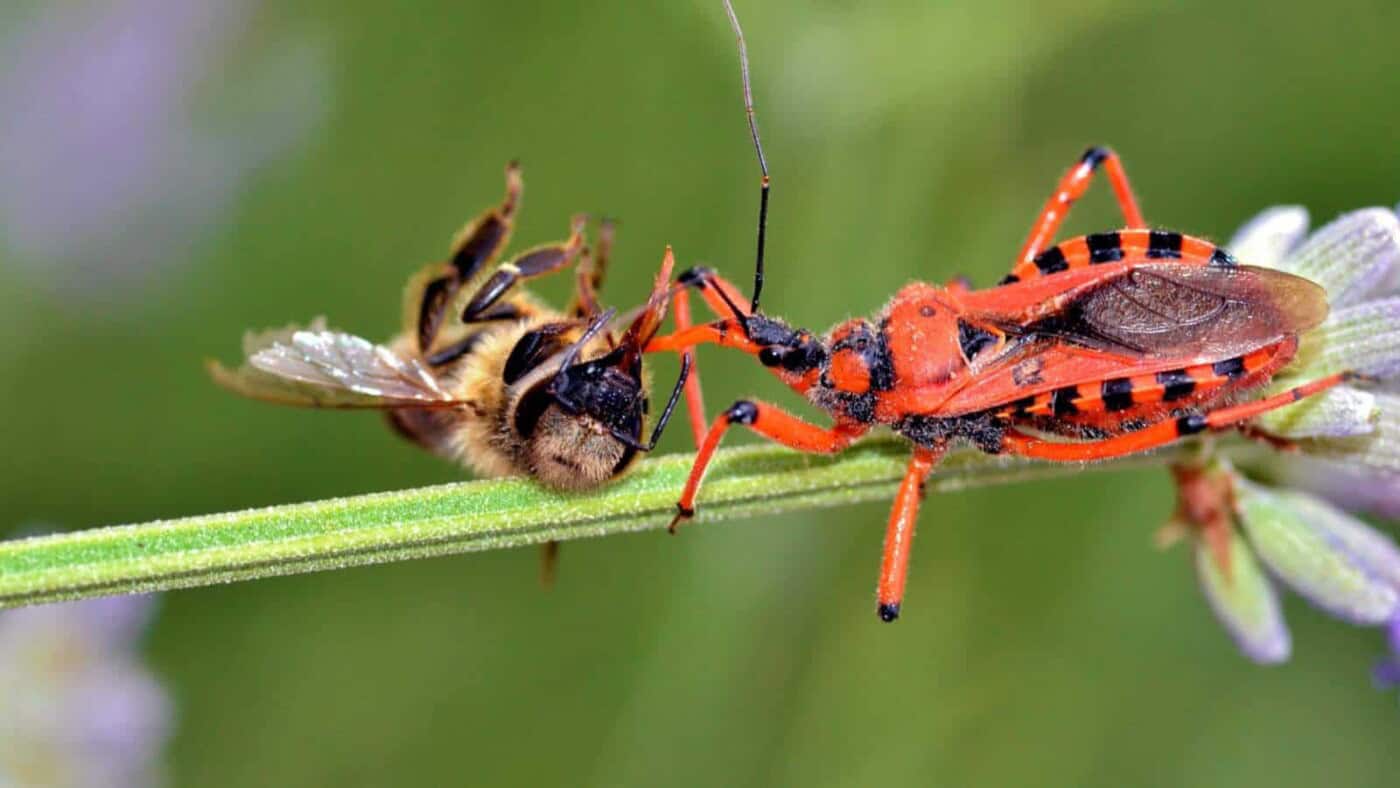 Assassin Bug: What Are They and How to Get Rid of Them