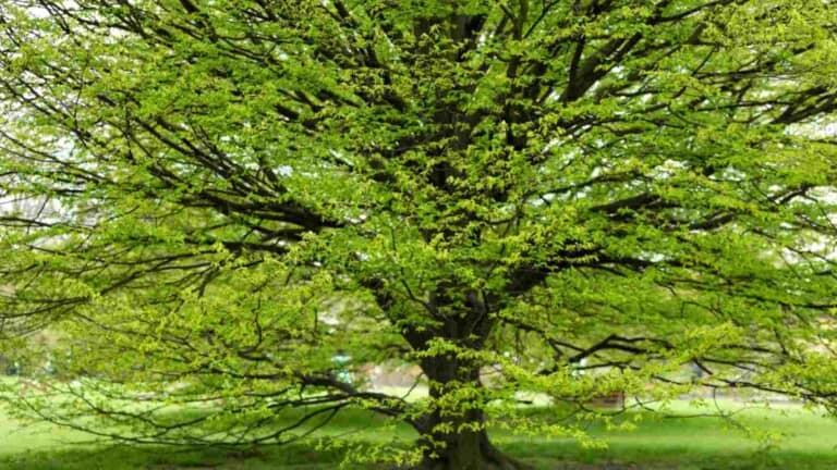 How to Grow and Care for a Hornbeam Tree