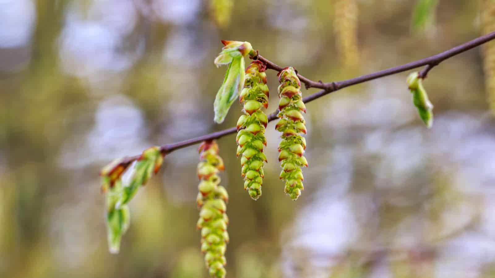 How to Grow and Care for a Hornbeam Tree