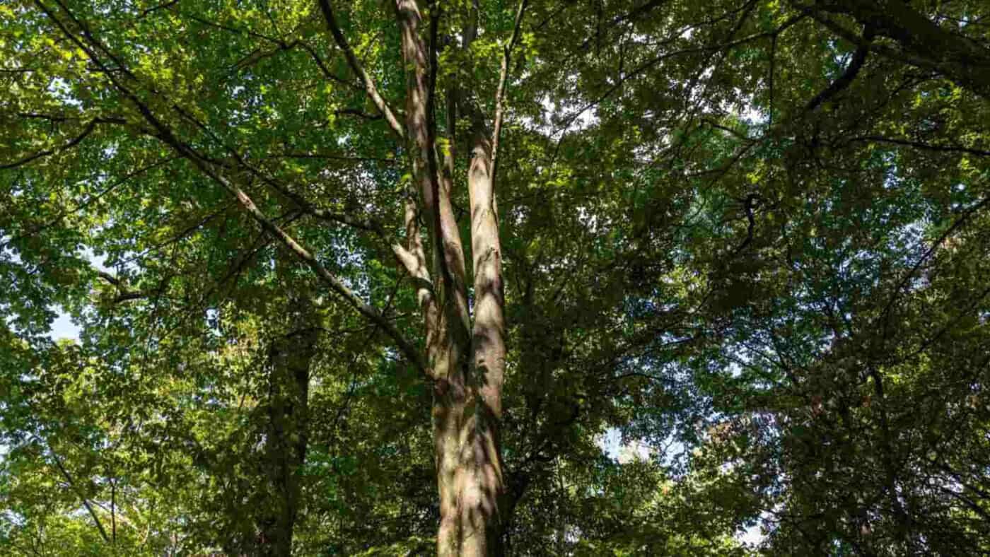 How to Grow and Care for a Hornbeam Tree