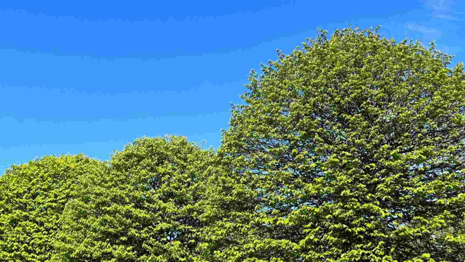 How to Grow and Care for a Hornbeam Tree