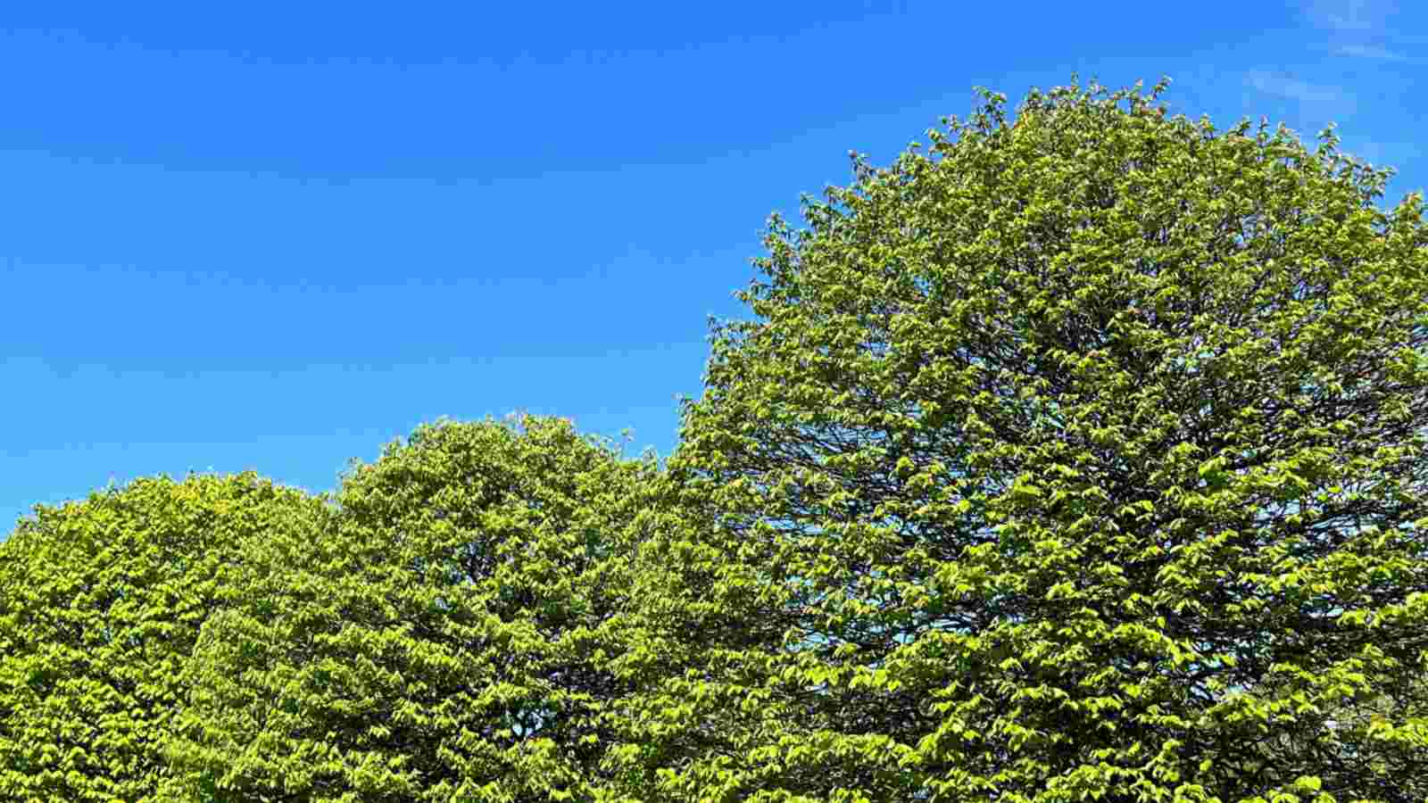 How to Grow and Care for a Hornbeam Tree