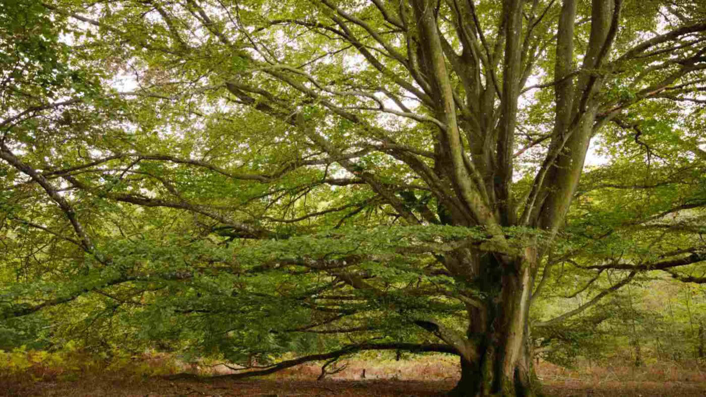 Beech Tree: Description, Types, and Care Tips