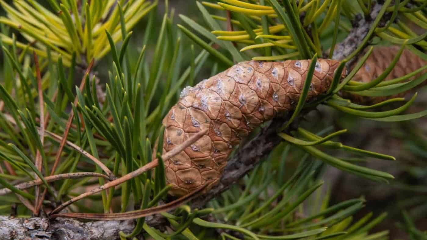 The Fascinating World of Pine Cones: Nature's Little Wonders