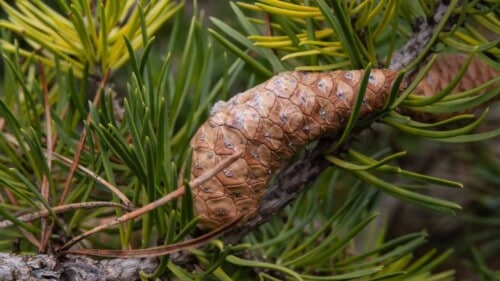 The Fascinating World of Pine Cones: Nature's Little Wonders