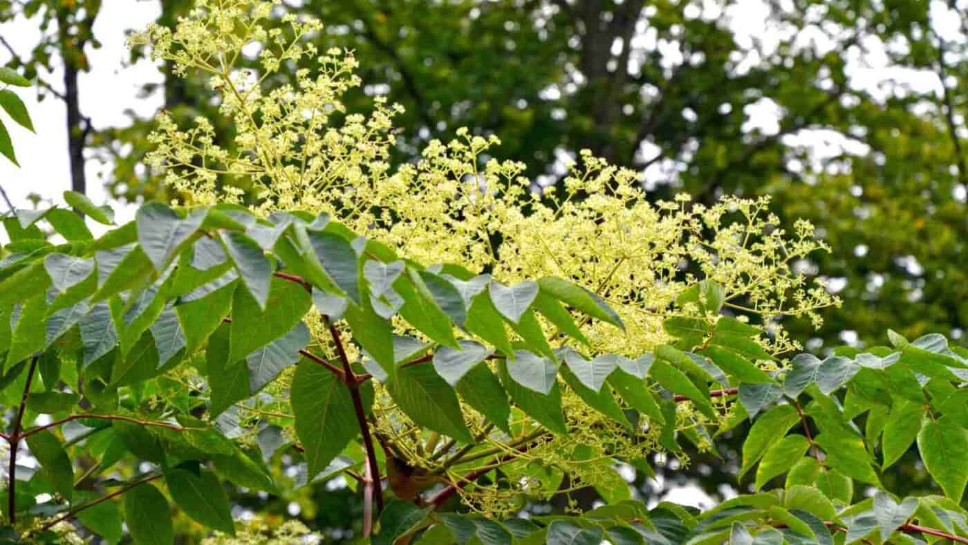 23 Best Fast-Growing Trees For Your Yard (Complete Guide)