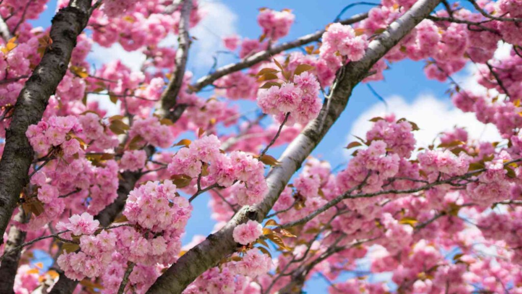 23 Best Fast-Growing Trees For Your Yard (Complete Guide)