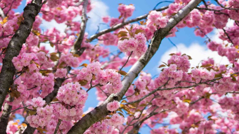 23 Best Fast-Growing Trees For Your Yard (Complete Guide)
