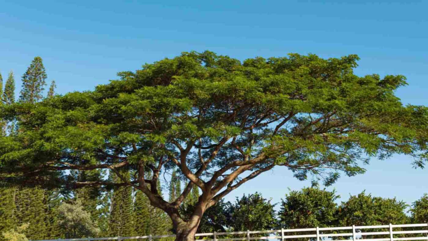 23 Best Fast-Growing Trees For Your Yard (Complete Guide)