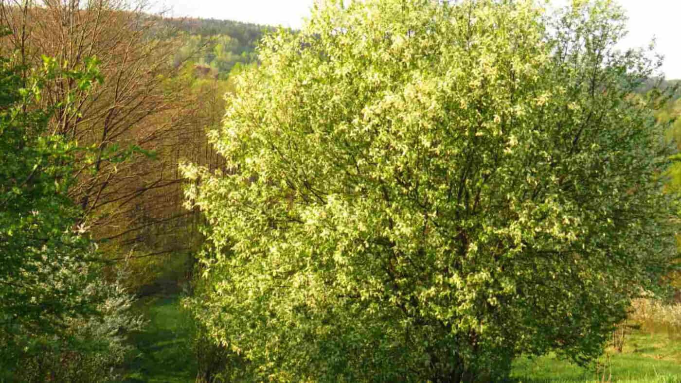 Black Cherry Tree (Prunus serotina): Growing and Care Guide