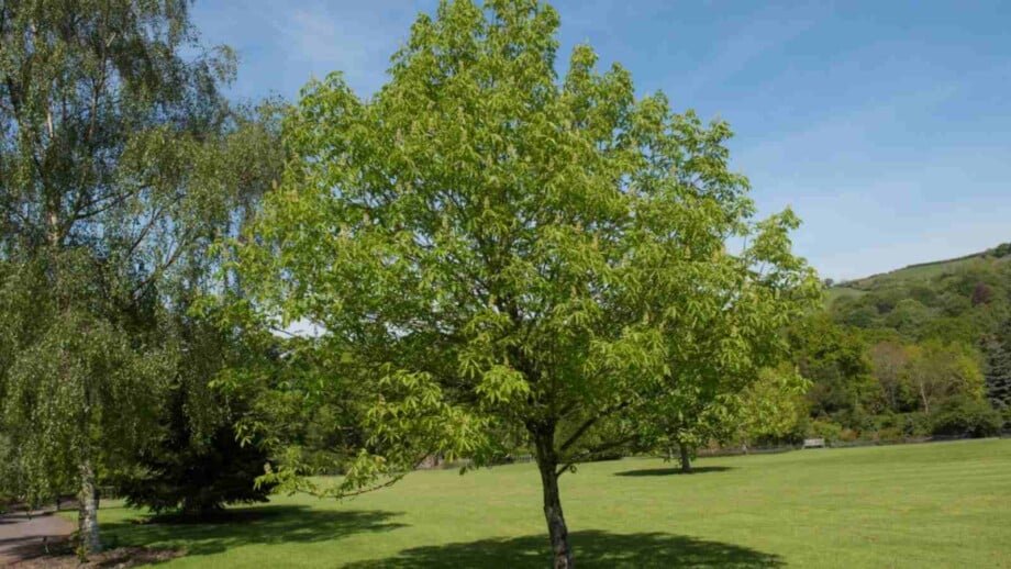 Buckeye Tree: Description, Types, Care, and Uses