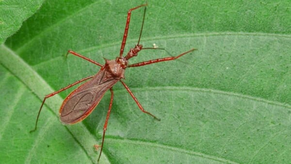 Assassin Bug: What Are They and How to Get Rid of Them
