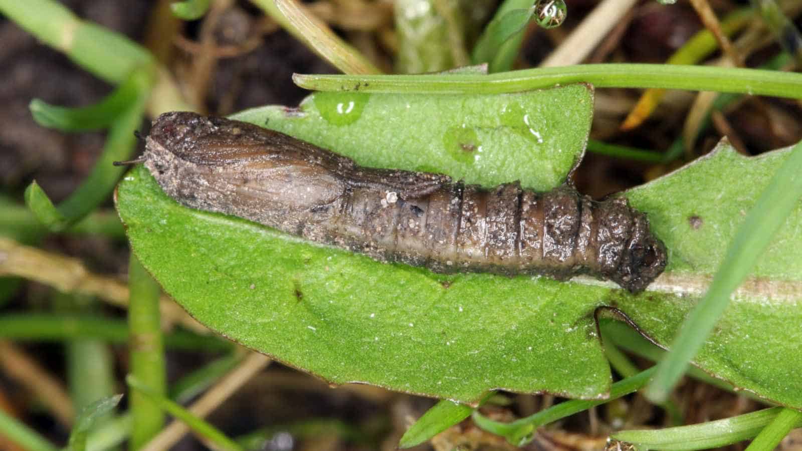 What are Mosquito Hawks or Crane Flies? Are They Dangerous?