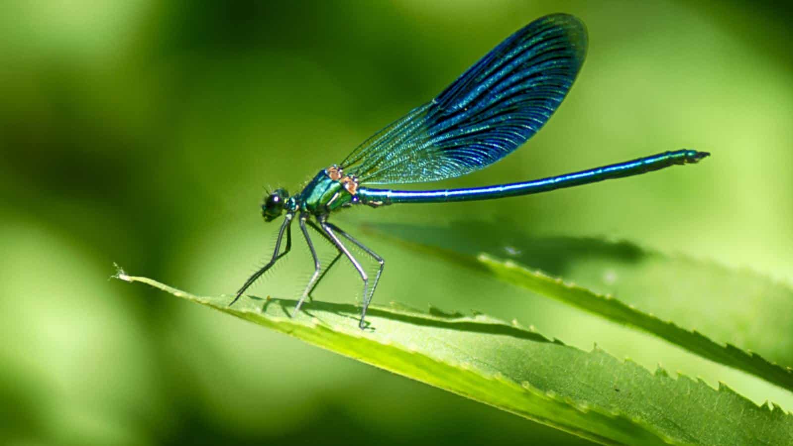 What are Mosquito Hawks or Crane Flies? Are They Dangerous?