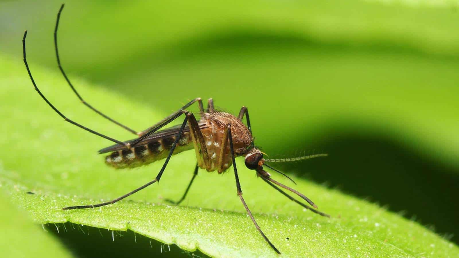 What are Mosquito Hawks or Crane Flies? Are They Dangerous?