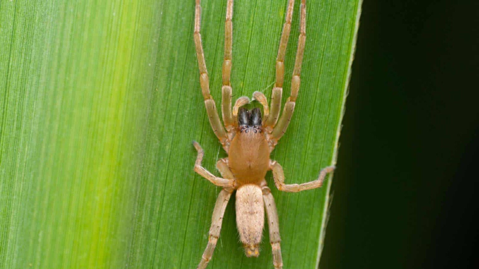 Everything You Need to Know About Yellow Sac Spider