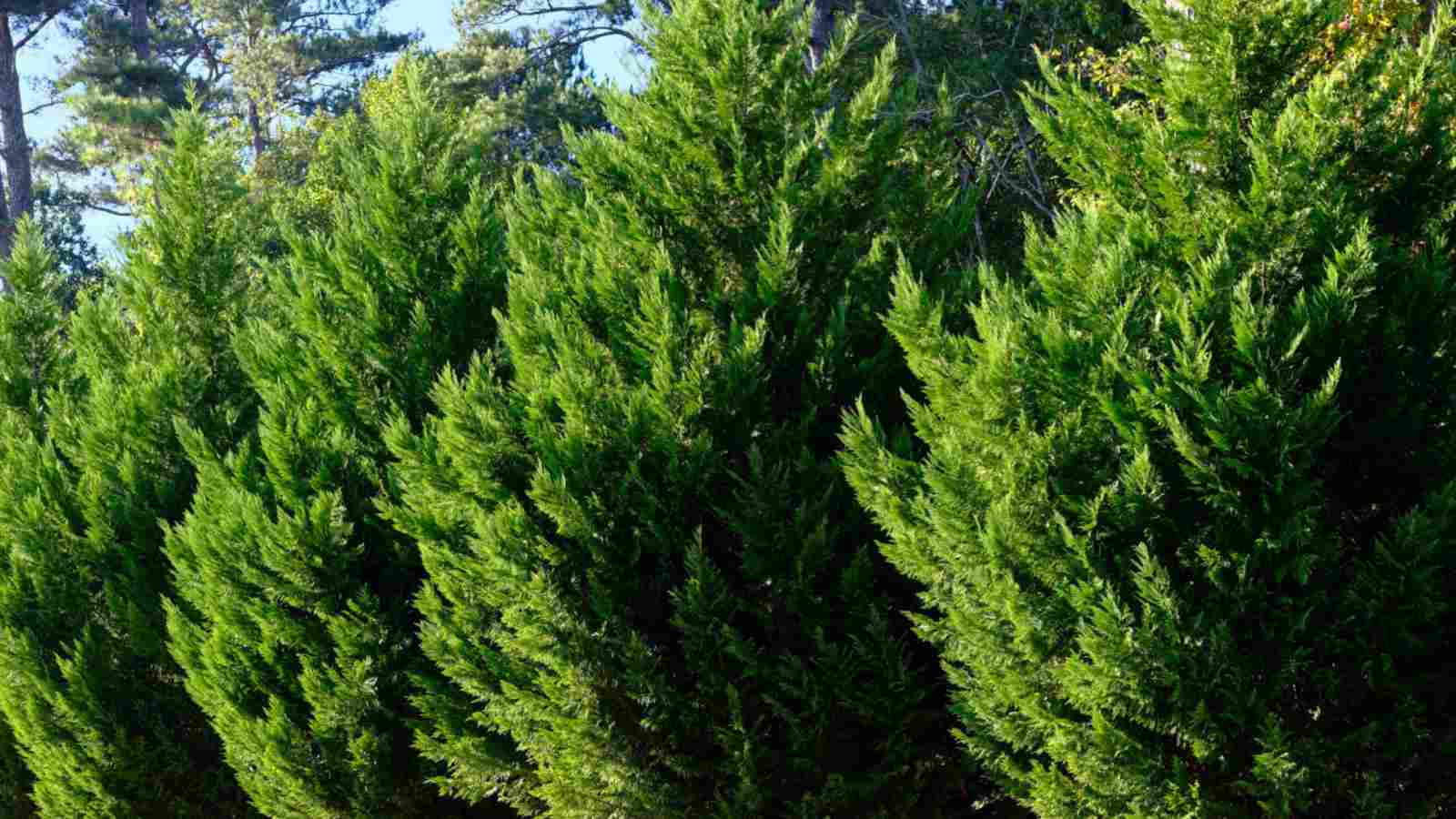 49 Best Evergreen Trees for Your Yard (with Pictures)