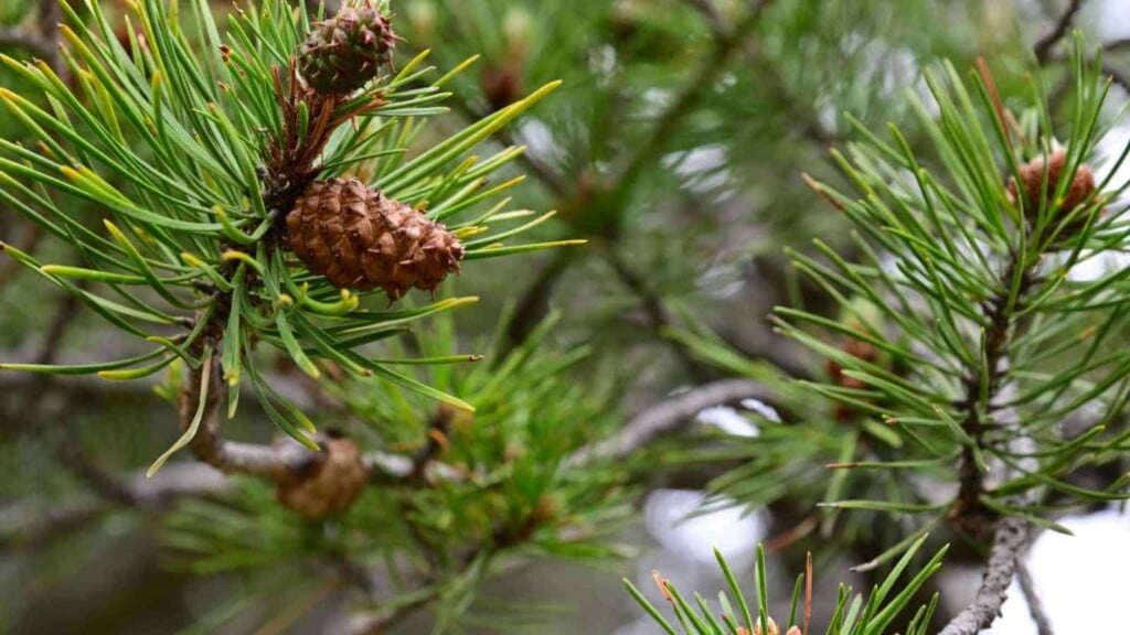 The Fascinating World of Pine Cones: Nature's Little Wonders