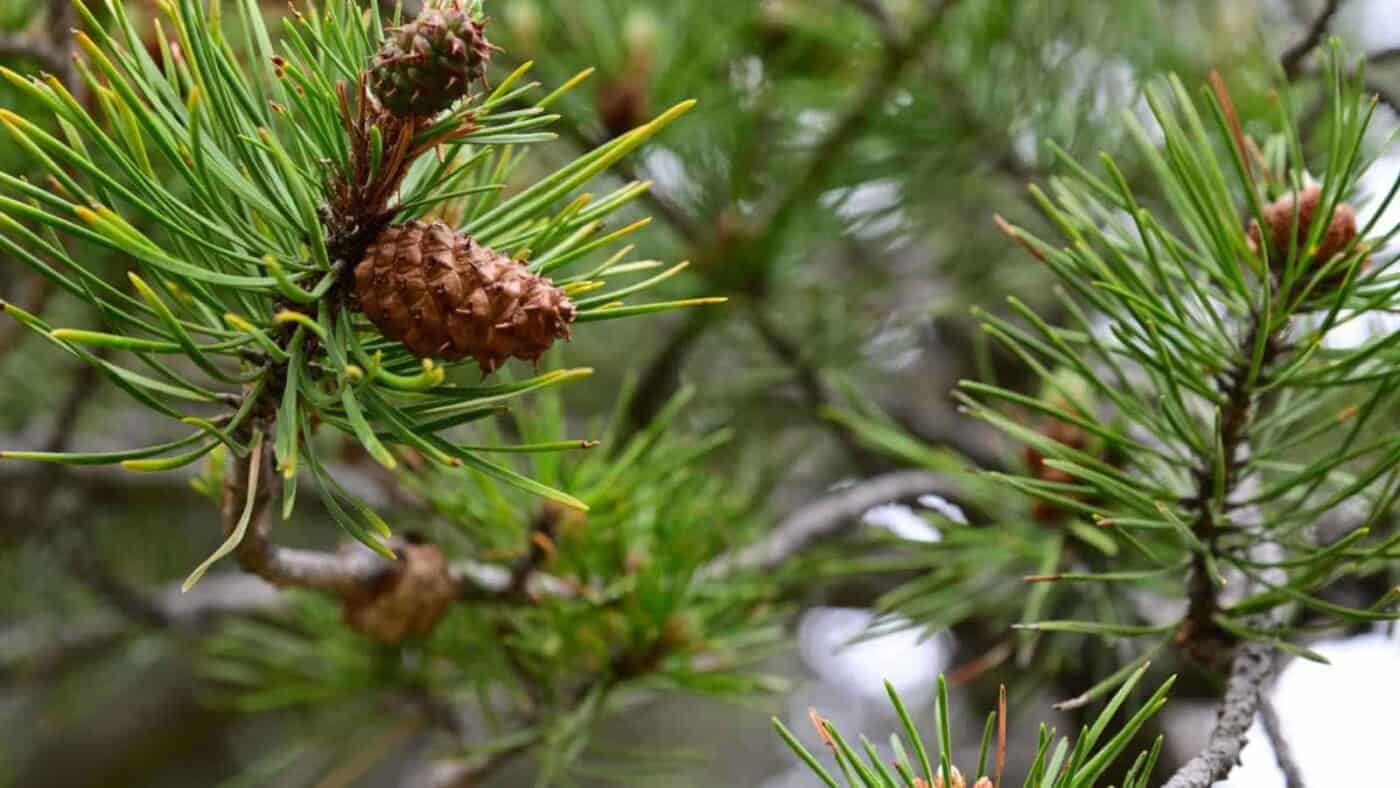 The Fascinating World of Pine Cones: Nature's Little Wonders