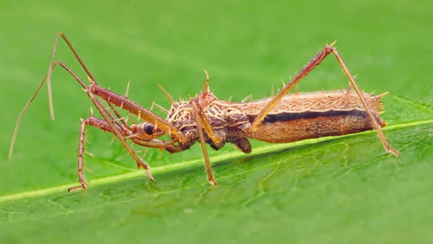 Assassin Bug What Are They And How To Get Rid Of Them