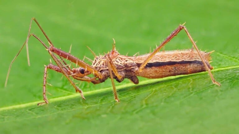 Assassin Bug: What Are They and How to Get Rid of Them