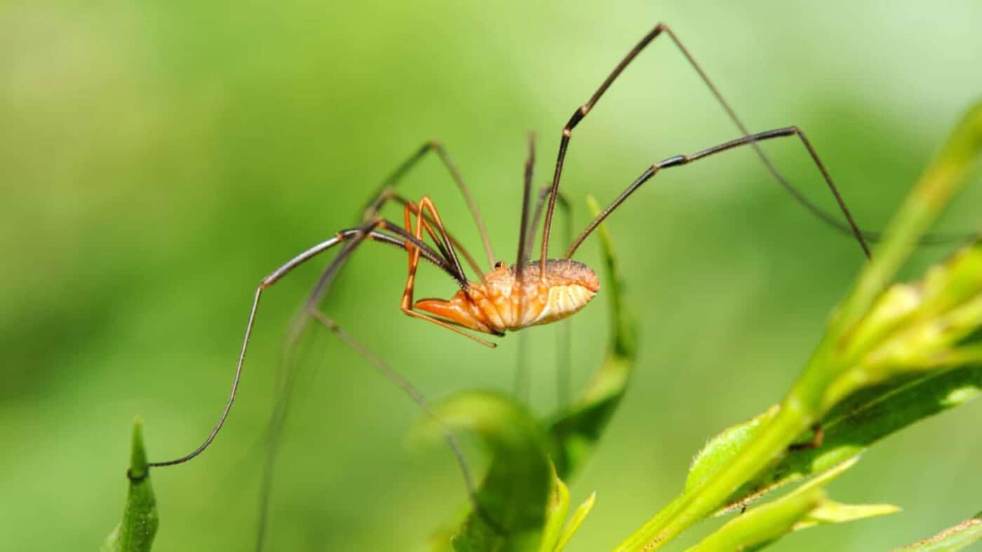 What are Mosquito Hawks or Crane Flies? Are They Dangerous?