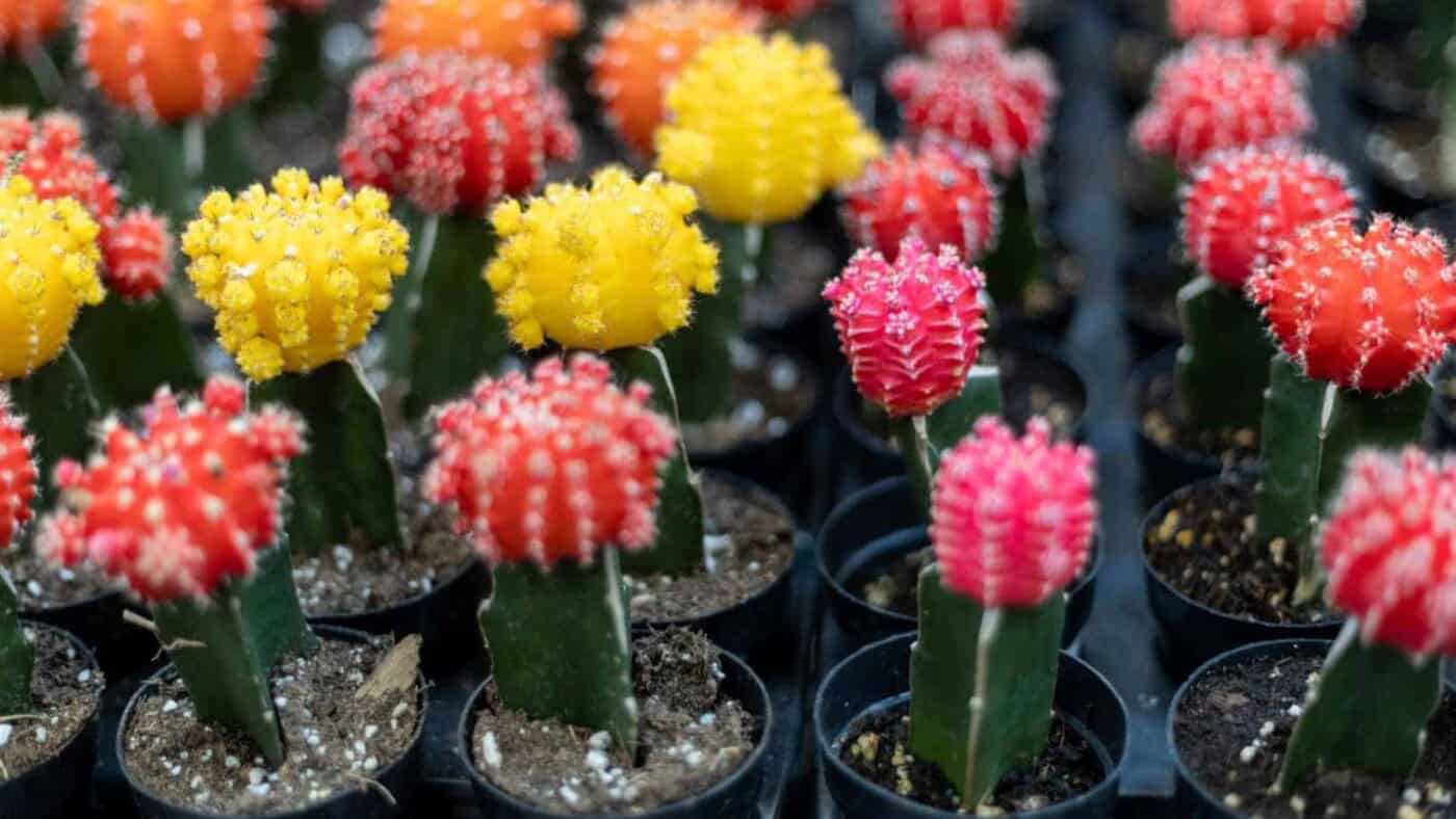 33 Best Popular Types of Cactus You Can Grow at Home