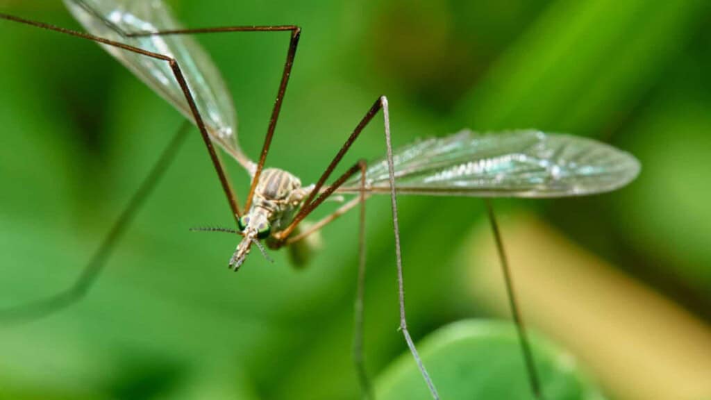 What are Mosquito Hawks or Crane Flies? Are They Dangerous?