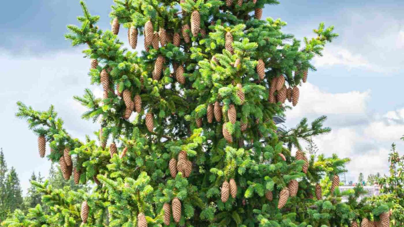 49 Best Evergreen Trees for Your Yard (with Pictures)